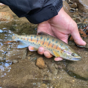 ABOUT | Rivv Official